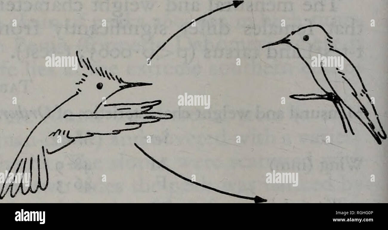 Retrices hi-res stock photography and images - Alamy