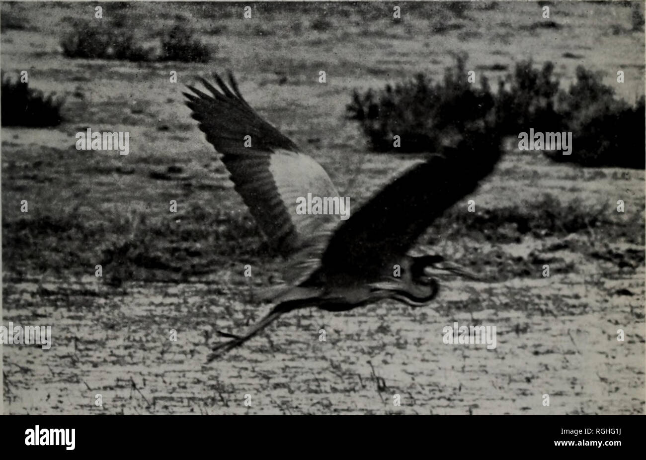 . Bulletin of the British Ornithologists' Club. Bulletin B.O.C. Vol. 88 ...