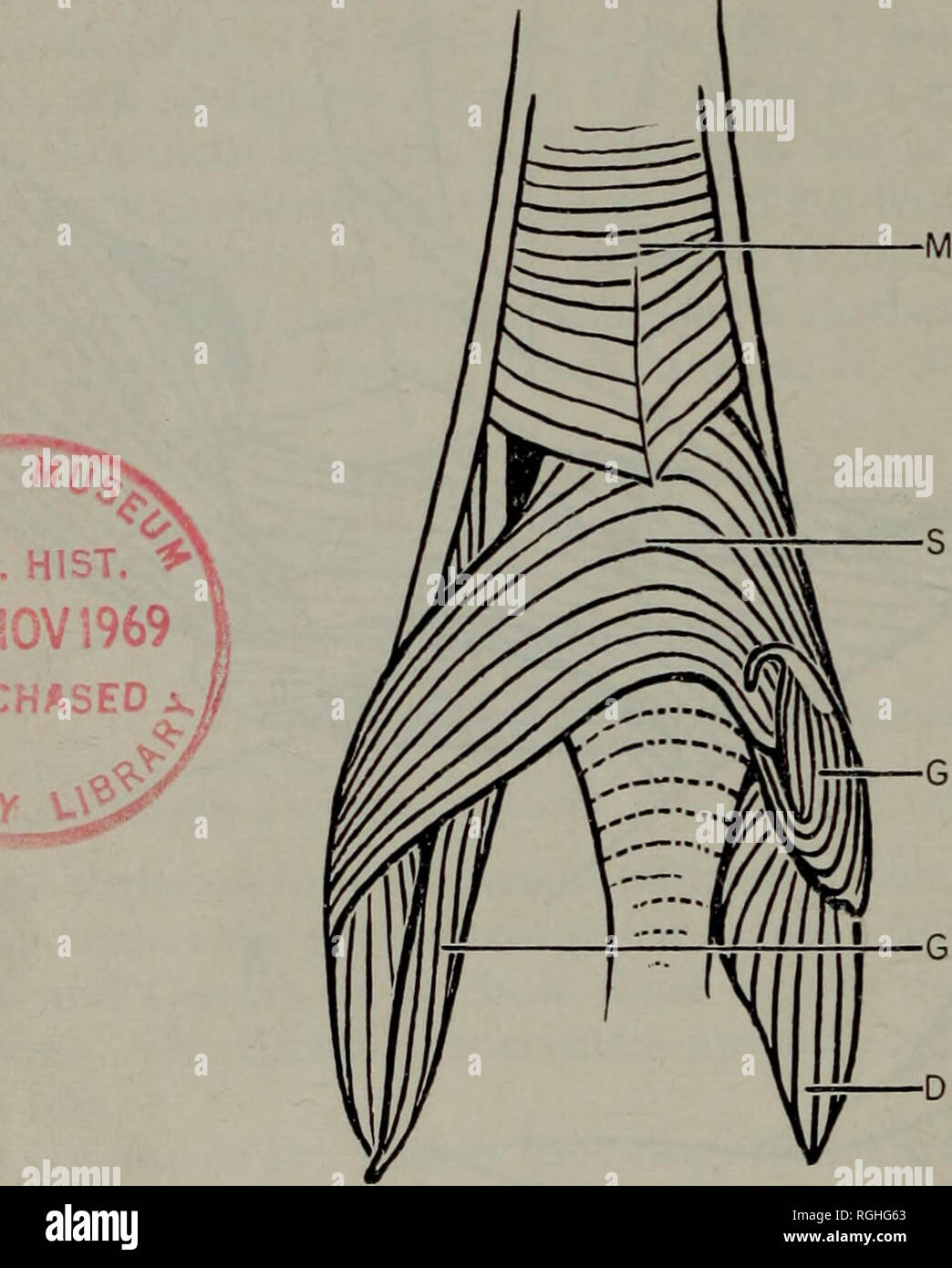 . Bulletin of the British Ornithologists' Club. the bend. Moreover, a ...