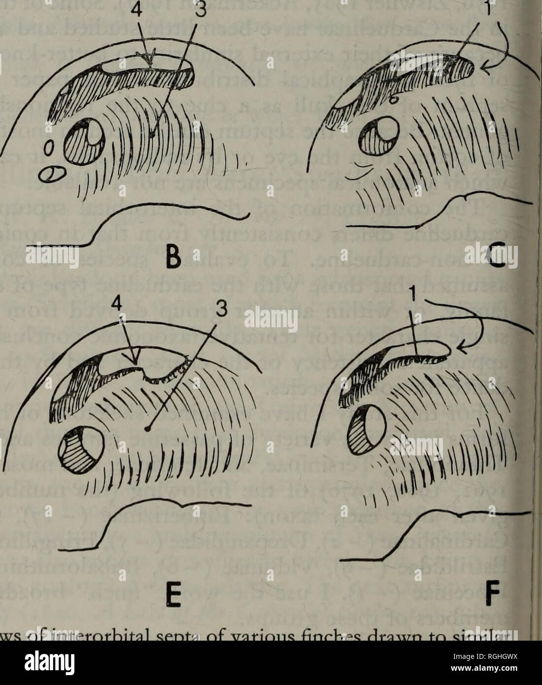 . Bulletin of the British Ornithologists' Club. . Figure 2 ...
