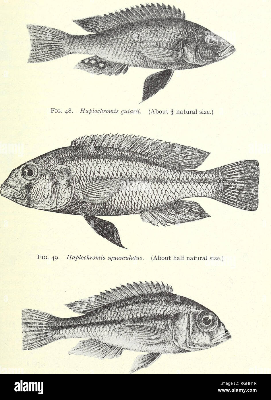 Cichlid images hi-res stock photography and images - Alamy
