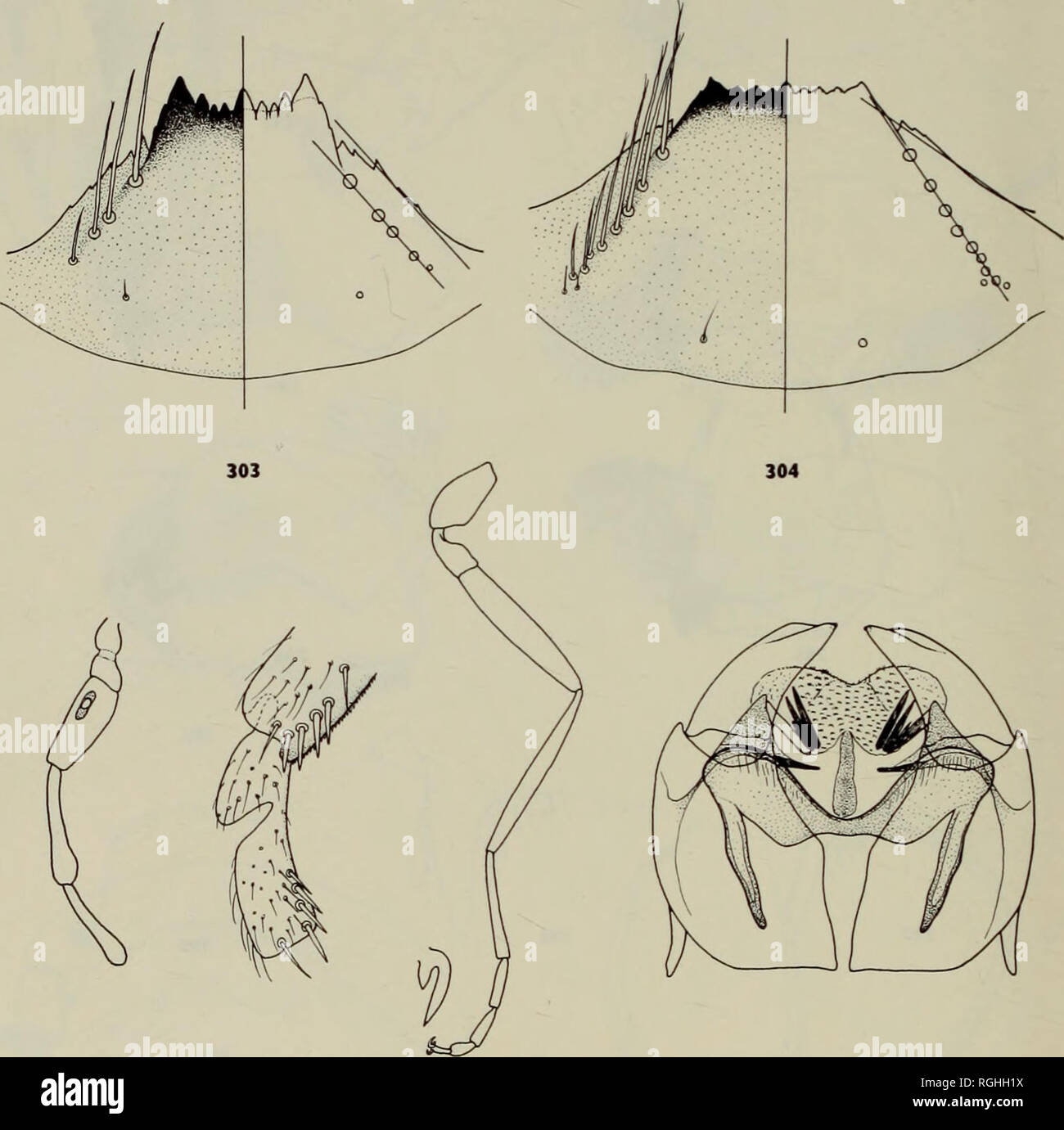 Maxillary palp hi-res stock photography and images - Alamy