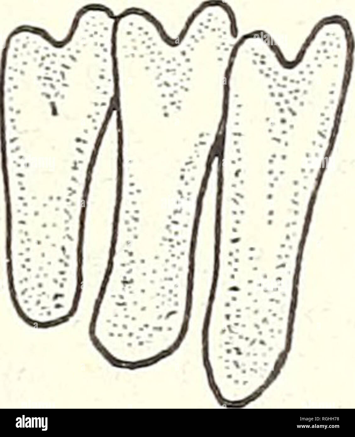 Insectivore teeth hi-res stock photography and images - Alamy