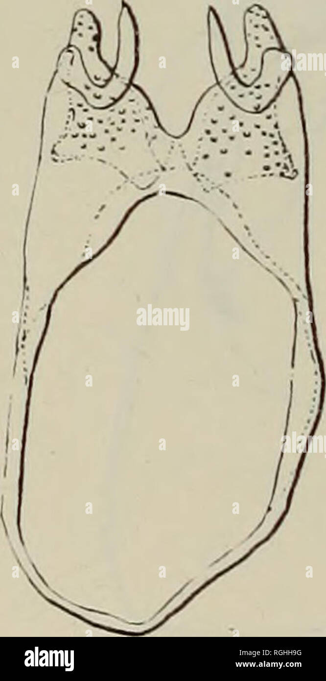 Papilio hylax hi-res stock photography and images - Alamy