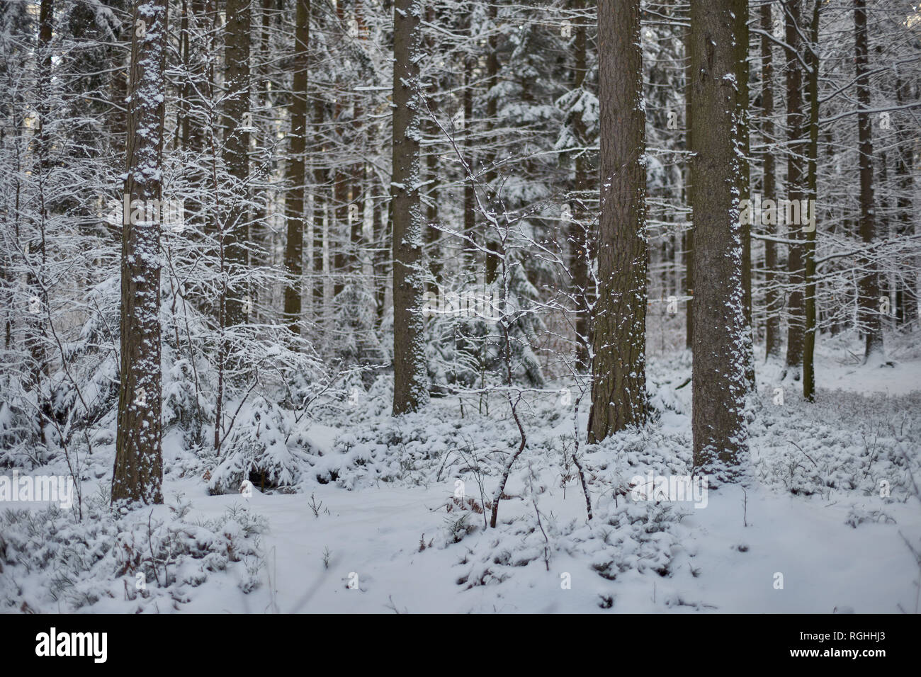 Northern European forest in winter after snawfall Stock Photo - Alamy