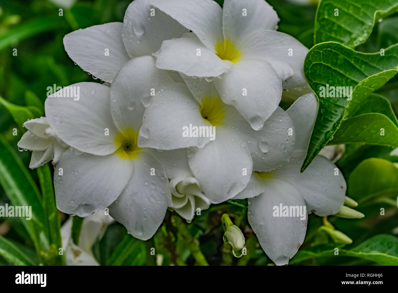 very close view of plumeria white flowery in the tree with water drops ...