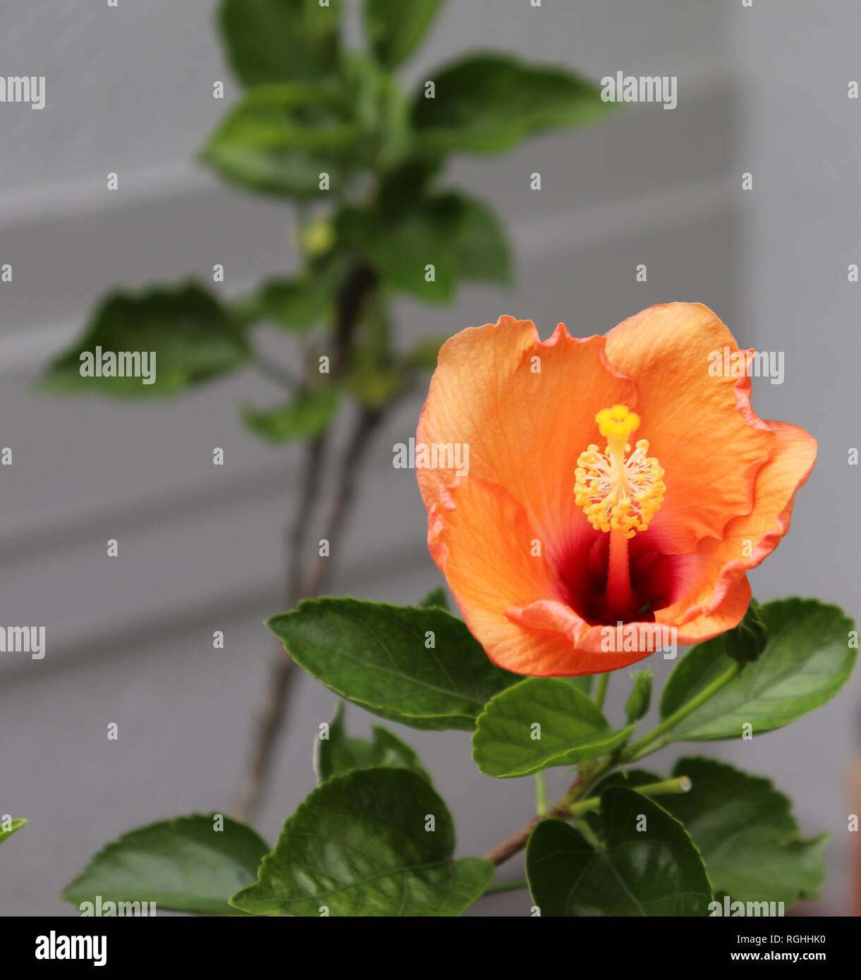 Hibiscus in Bloom Stock Photo - Alamy