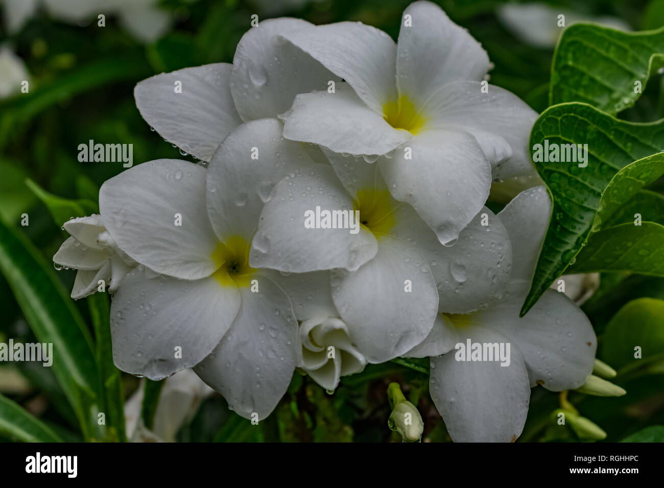 very close view of plumeria white flowery in the tree with water drops looking awesome after ...