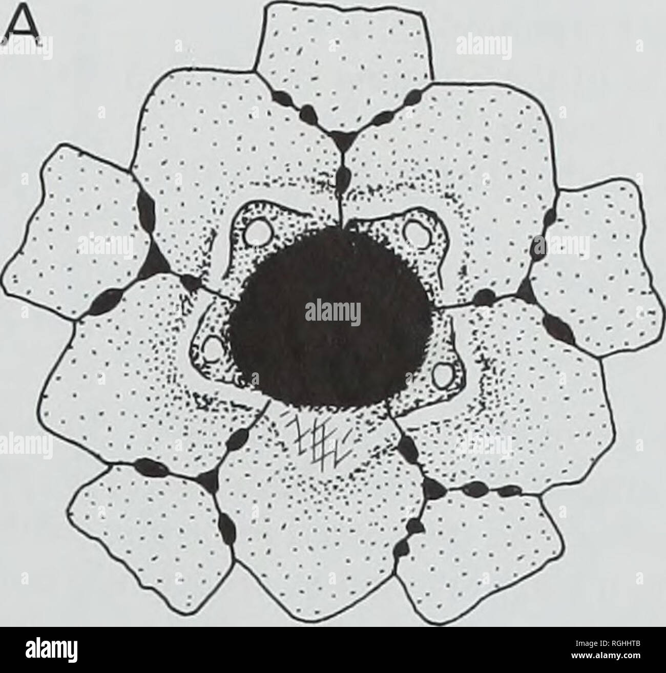 . Bulletin of the British Museum (Natural History), Geology. LATE ...