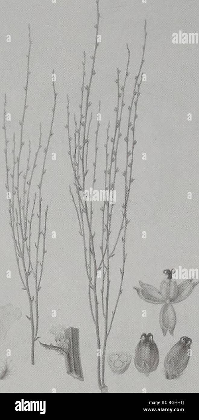 Monotaxis linifolia hi-res stock photography and images - Alamy