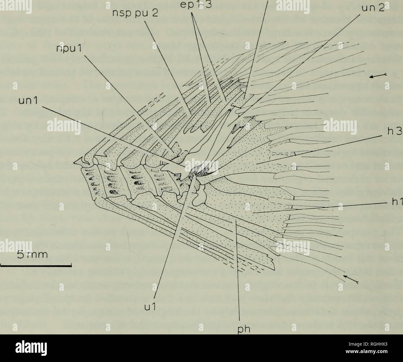 . Bulletin of the British Museum (Natural History) Geology Supplement ...