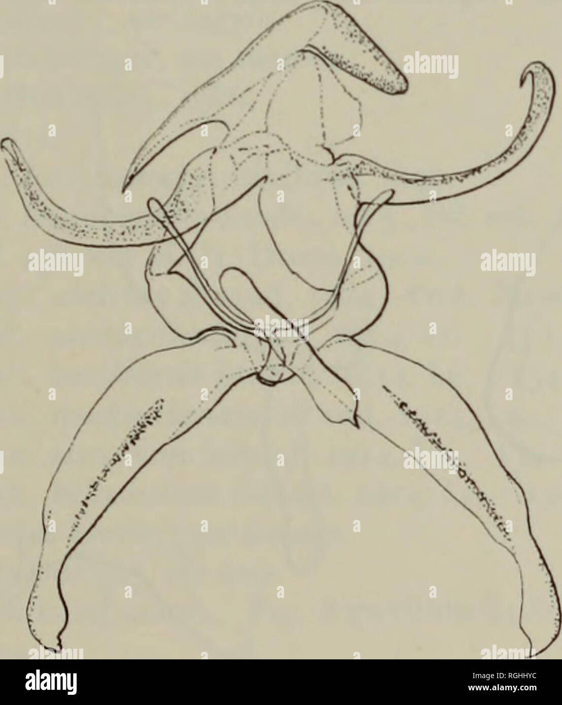 Freya smith hi-res stock photography and images - Alamy