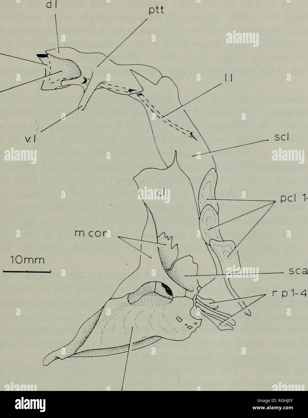 Vulpes Vulpes Linnaeus High Resolution Stock Photography and Images - Alamy