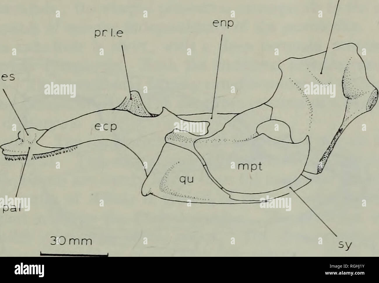 Vulpes Vulpes Linnaeus High Resolution Stock Photography and Images - Alamy