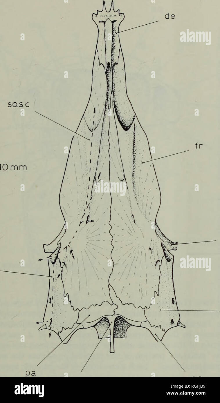 Vulpes vulpes linnaeus hi-res stock photography and images - Alamy
