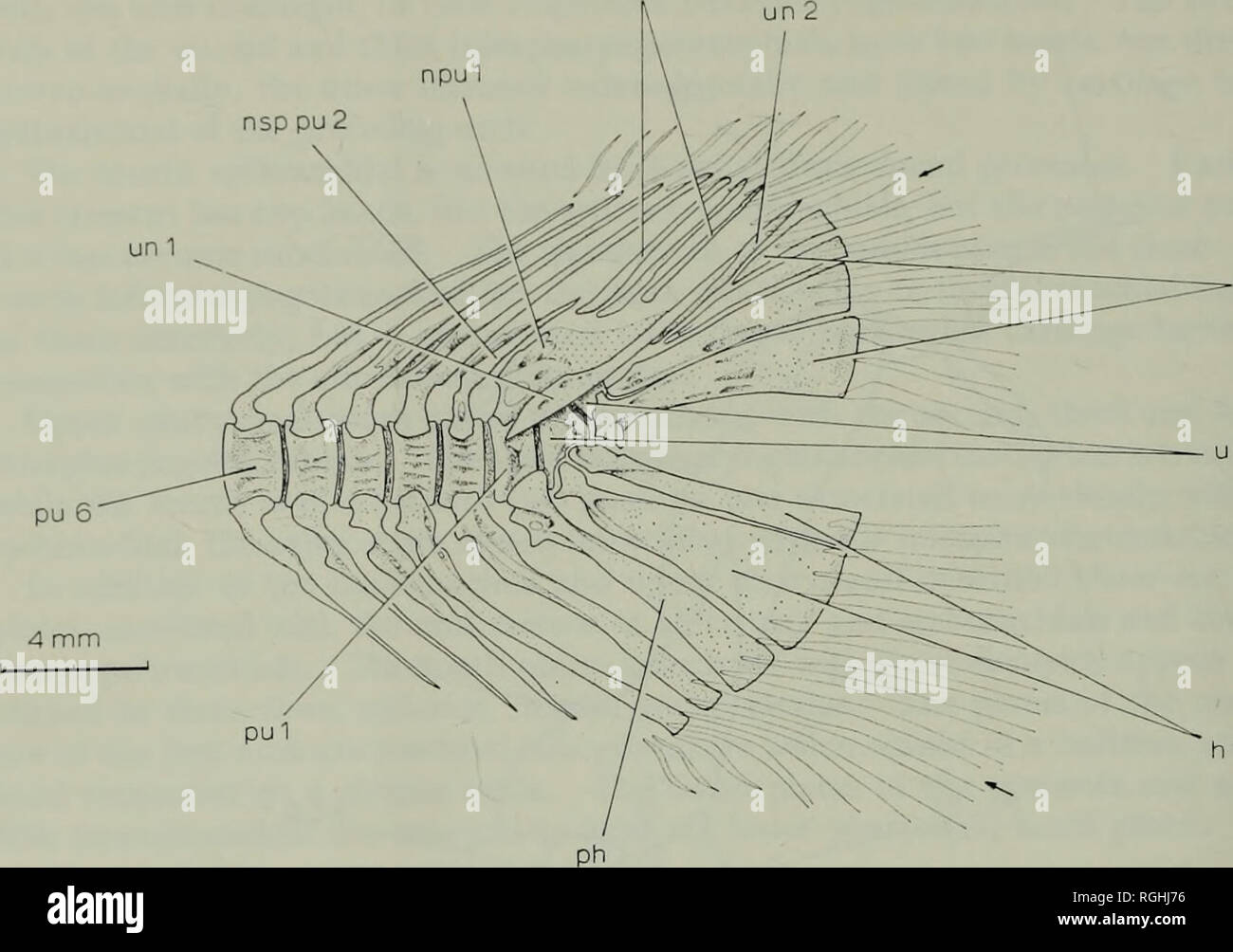 . Bulletin of the British Museum (Natural History) Geology Supplement ...