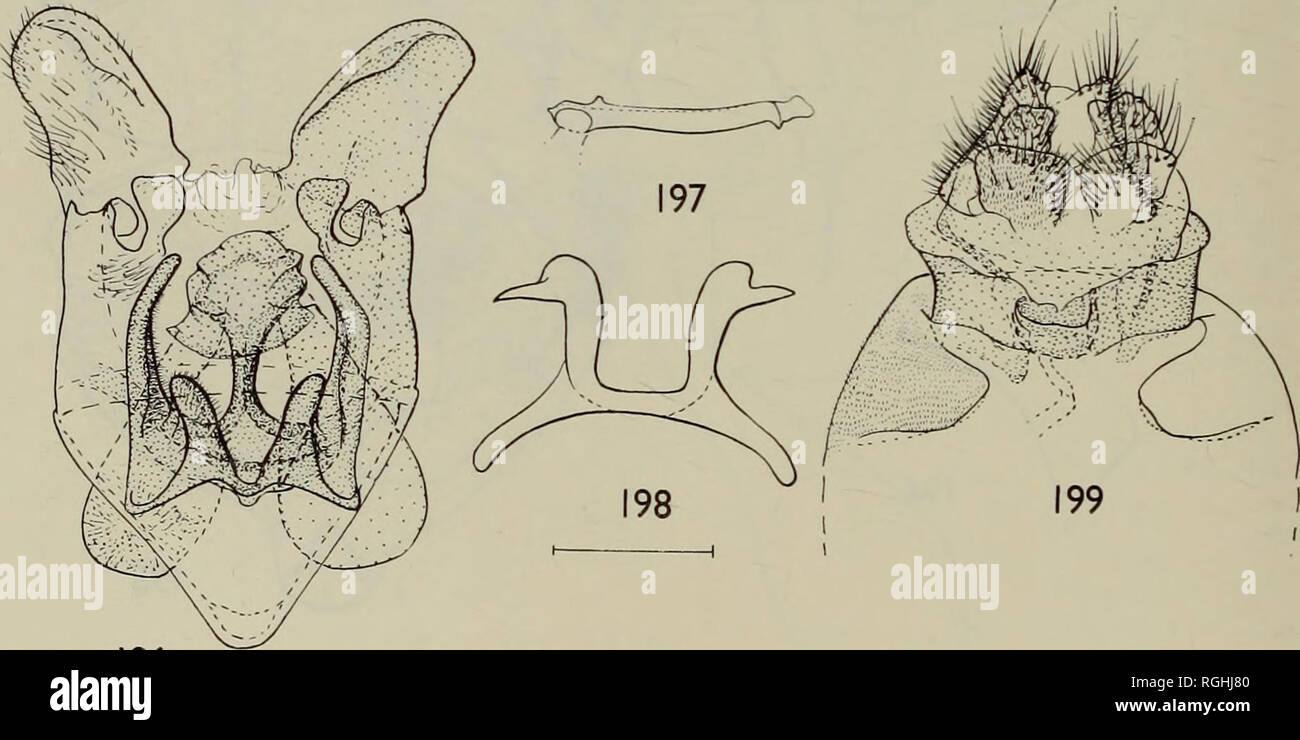 Canucha duplexa hi-res stock photography and images - Alamy