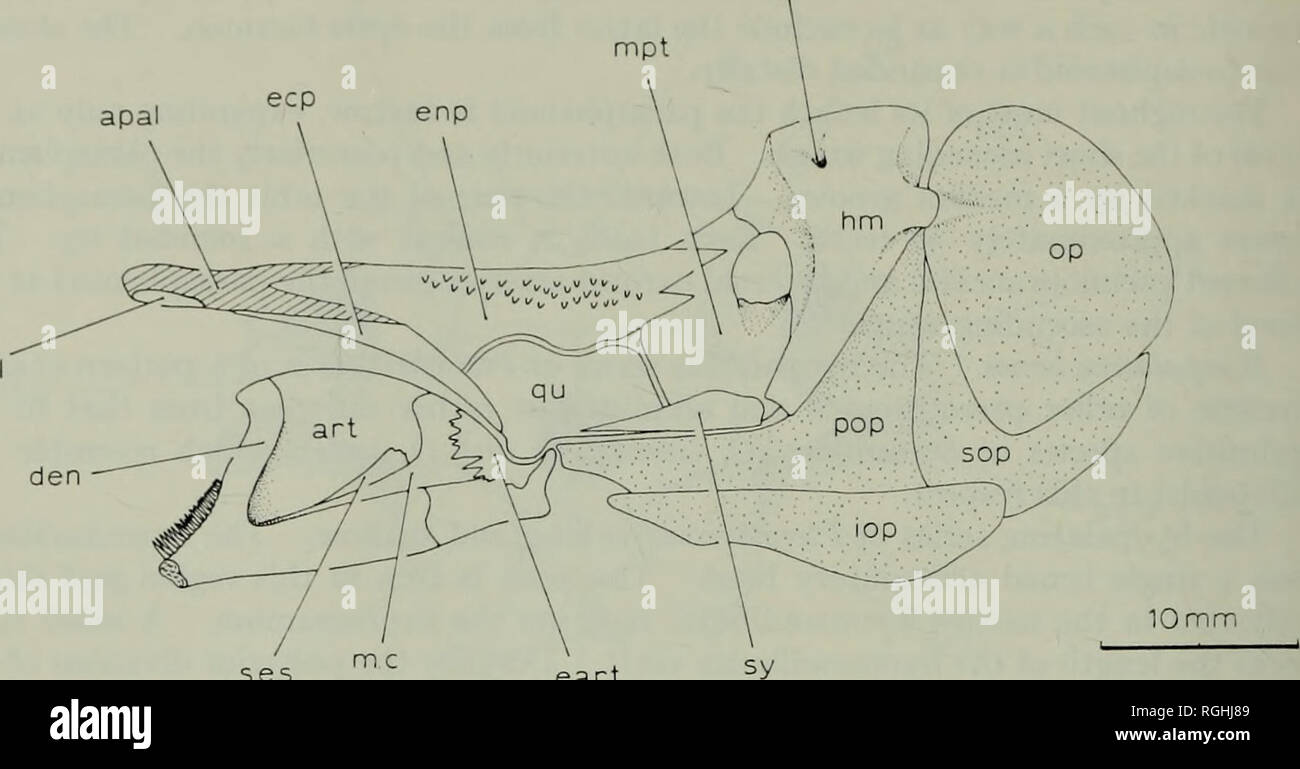 . Bulletin of the British Museum (Natural History) Geology Supplement ...
