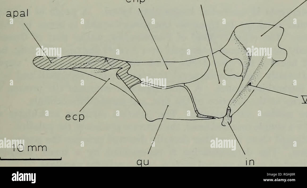 . Bulletin of the British Museum (Natural History) Geology Supplement ...