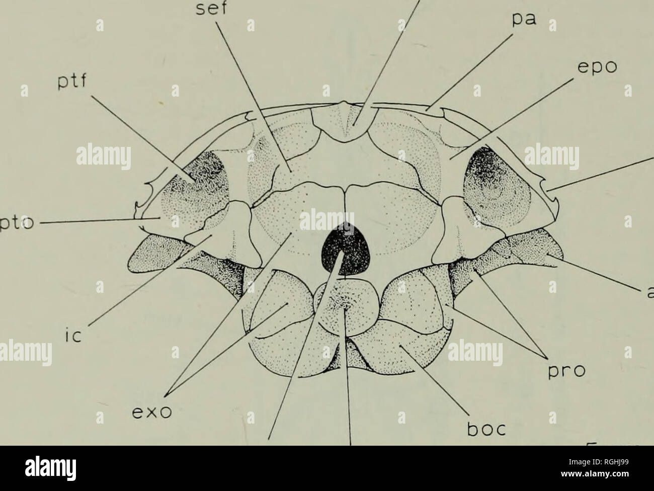 . Bulletin of the British Museum (Natural History) Geology Supplement ...