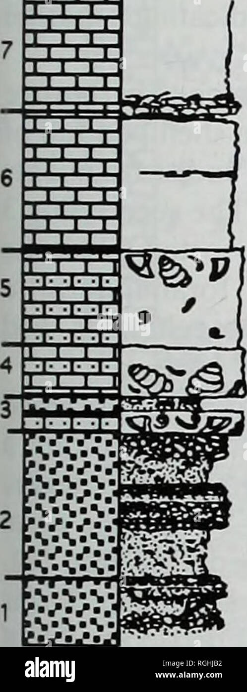 Packstone hi-res stock photography and images - Alamy