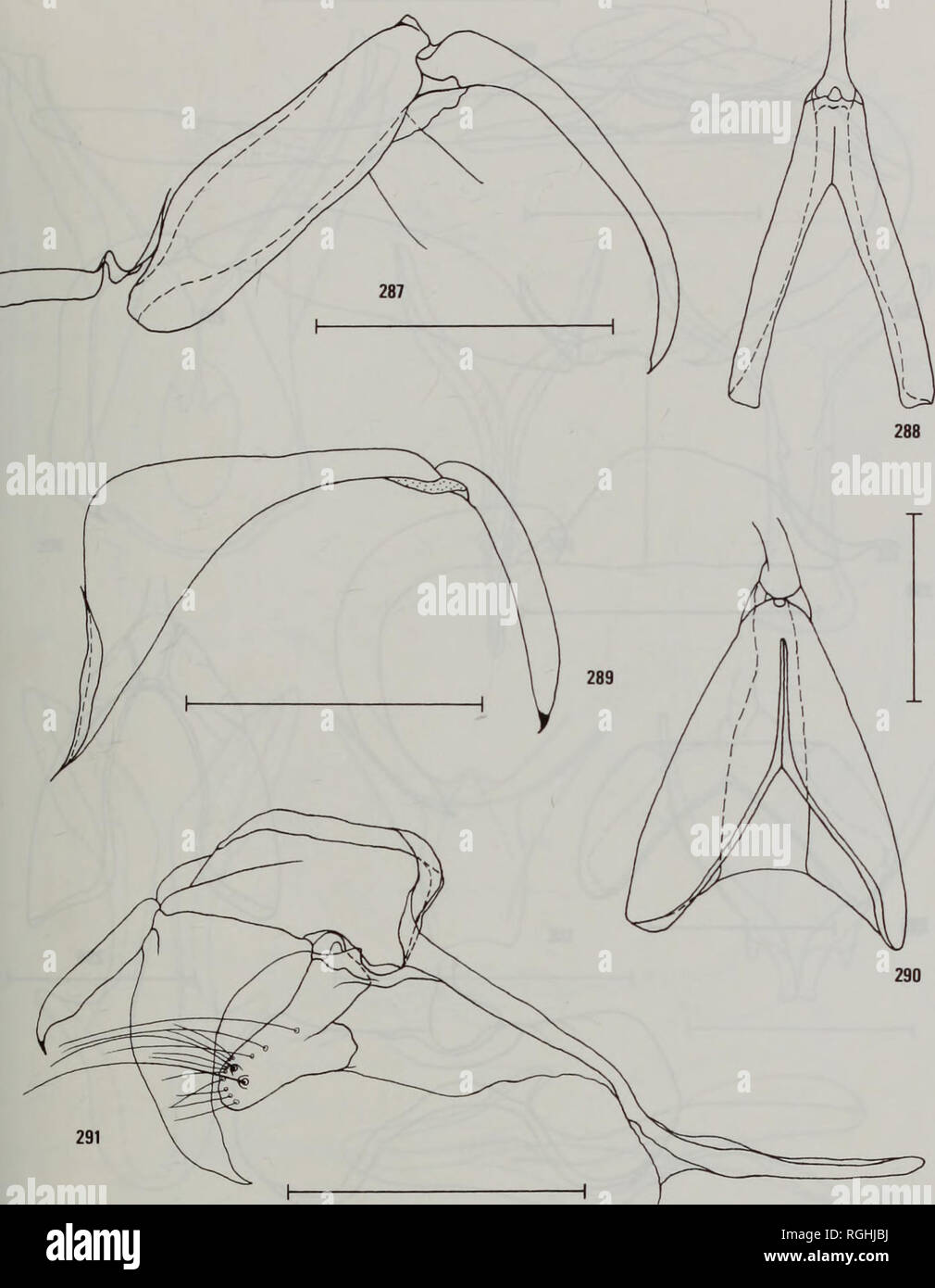 Gnathos hi-res stock photography and images - Alamy