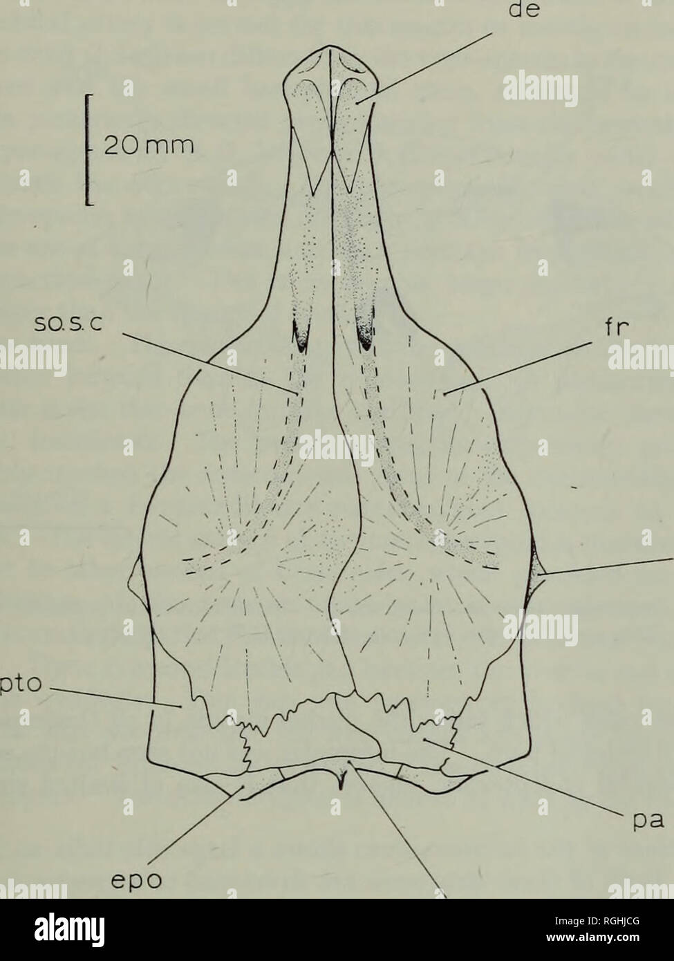Osmeroides hi-res stock photography and images - Alamy