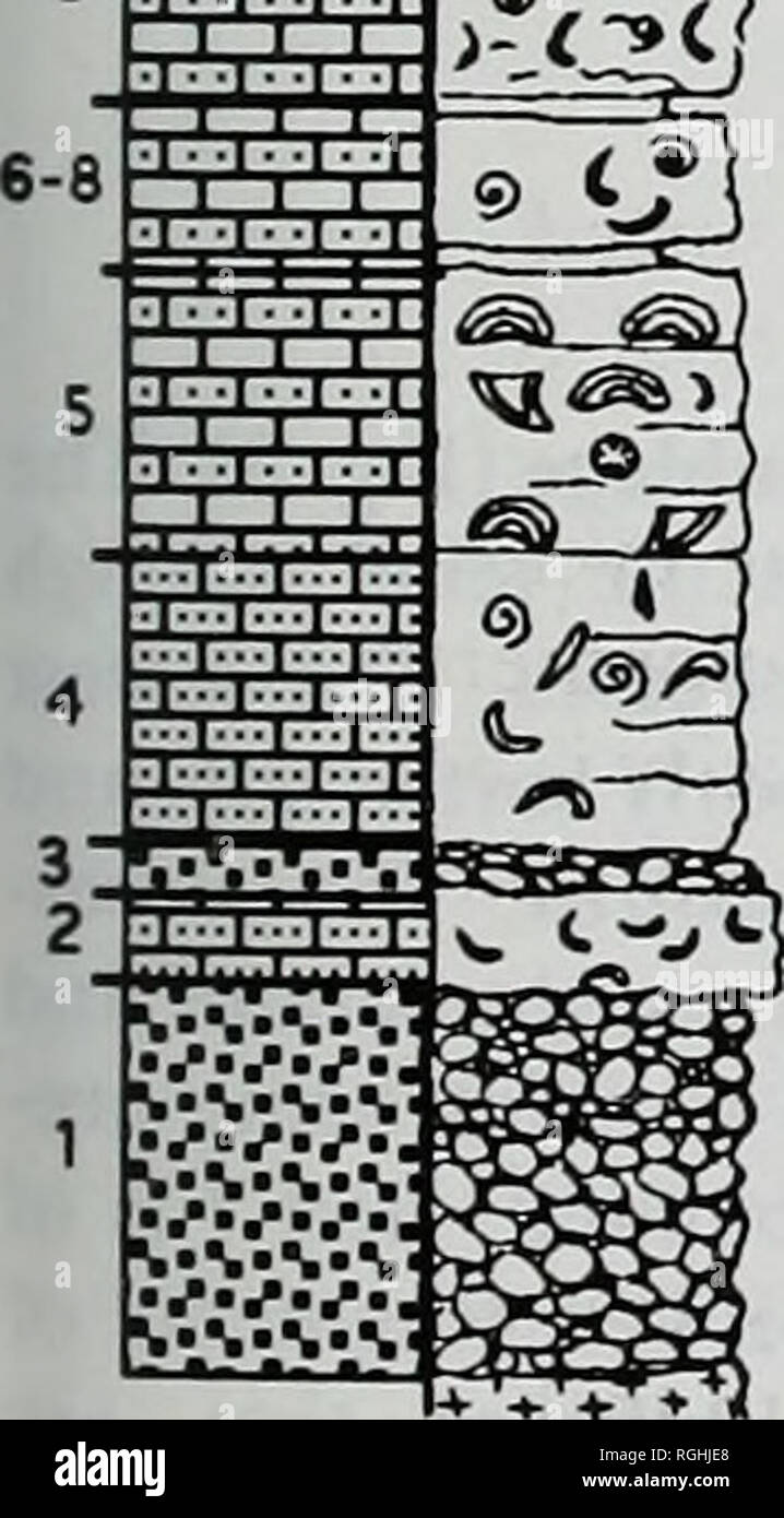 . Bulletin of the British Museum (Natural History), Geology. . Massive ...