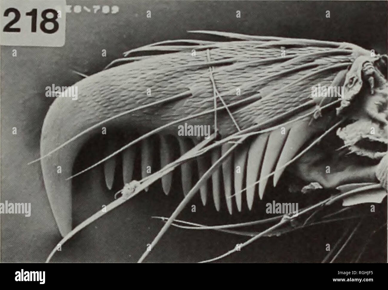 Tarsal claw hi-res stock photography and images - Alamy