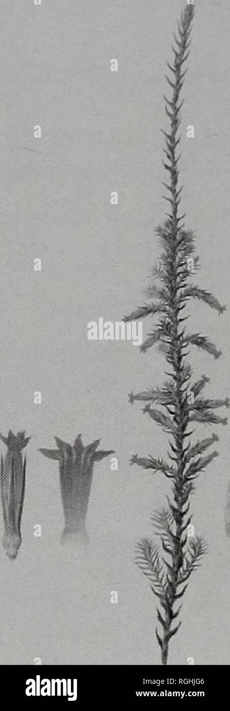 . Bulletin of the British Museum (Natural History), Botany. ' 92 ...