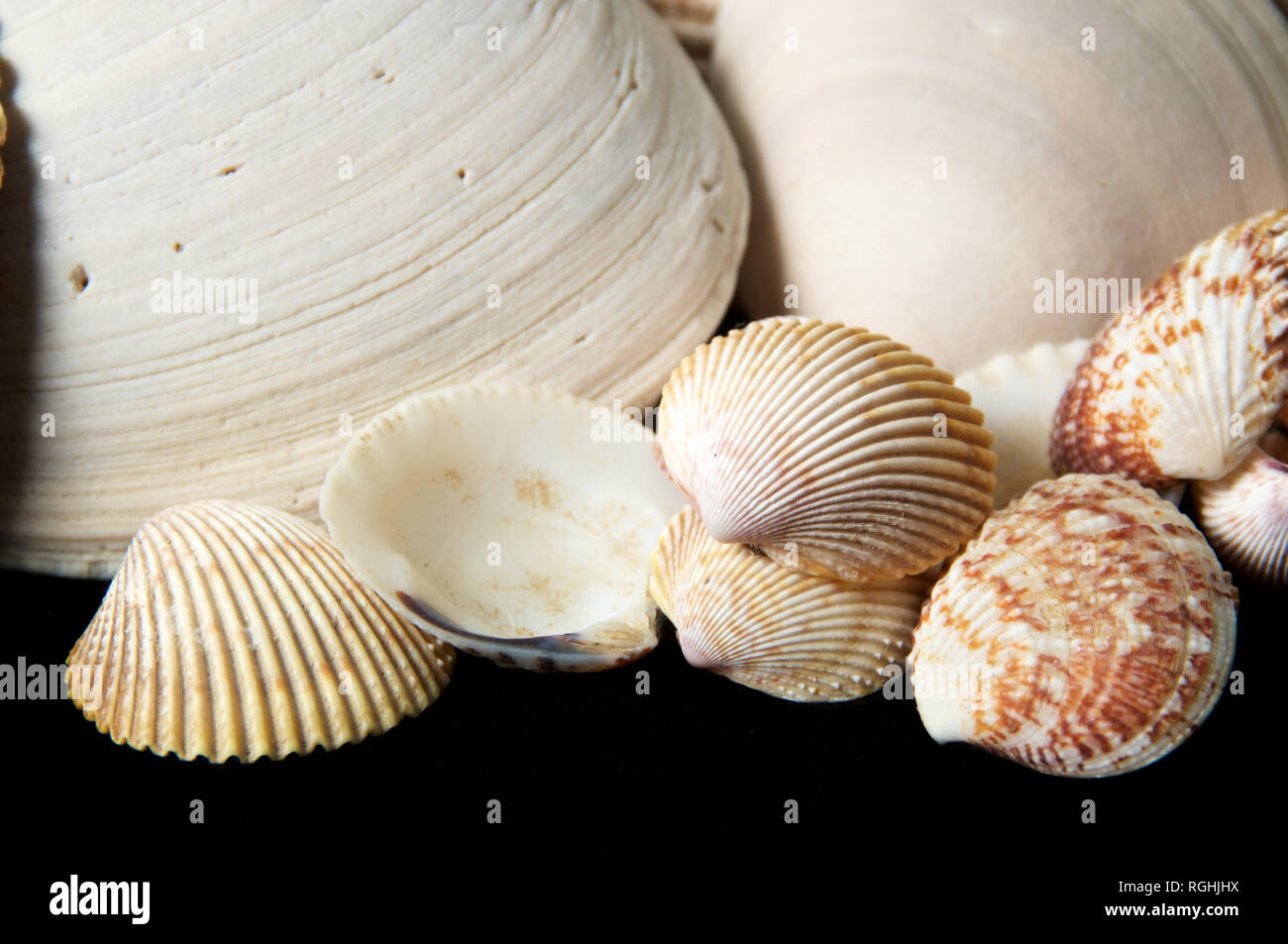 Varied shells hi-res stock photography and images - Alamy