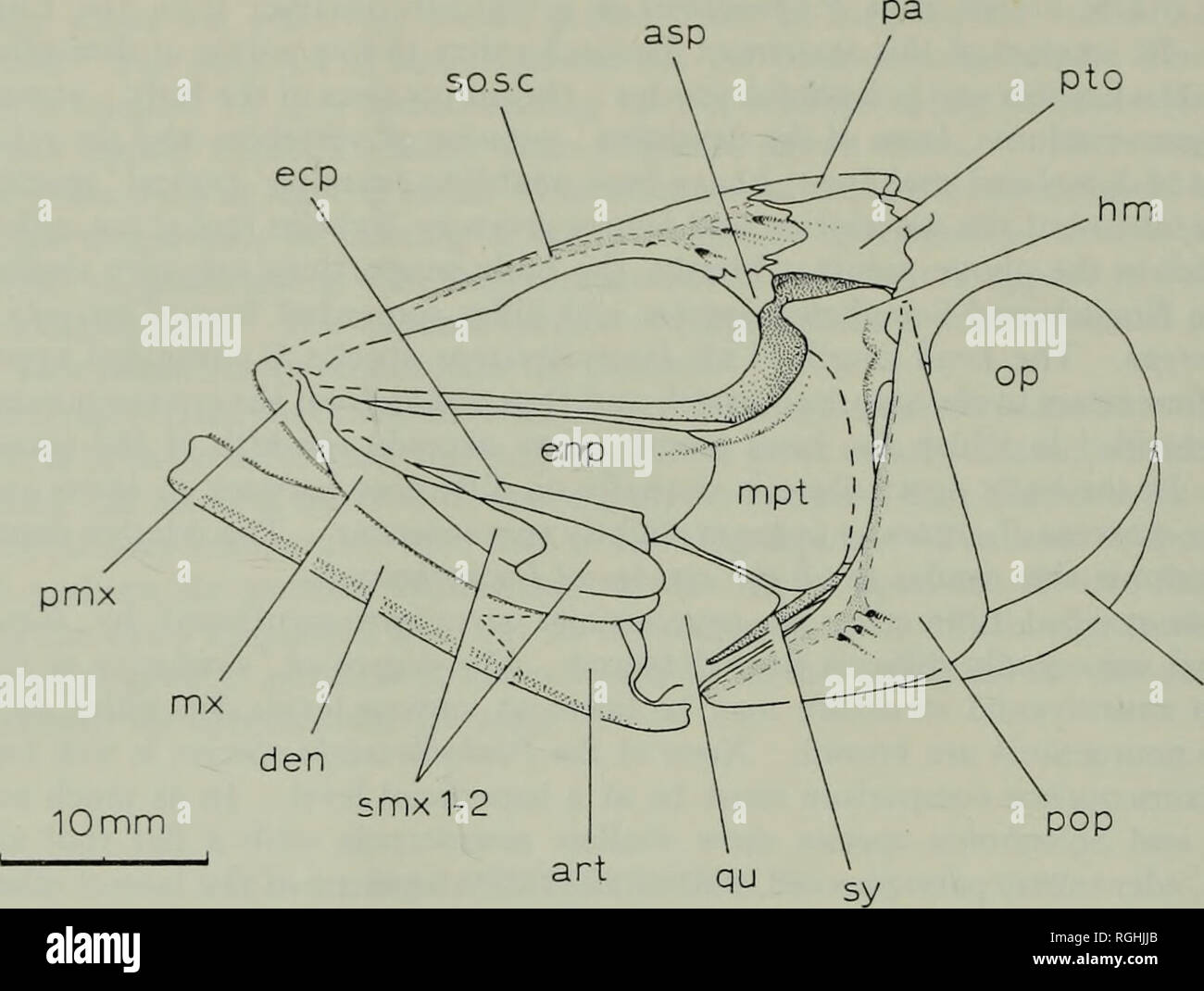 . Bulletin of the British Museum (Natural History) Geology Supplement ...