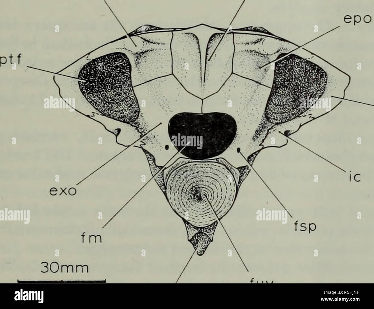 . Bulletin of the British Museum (Natural History) Geology Supplement ...