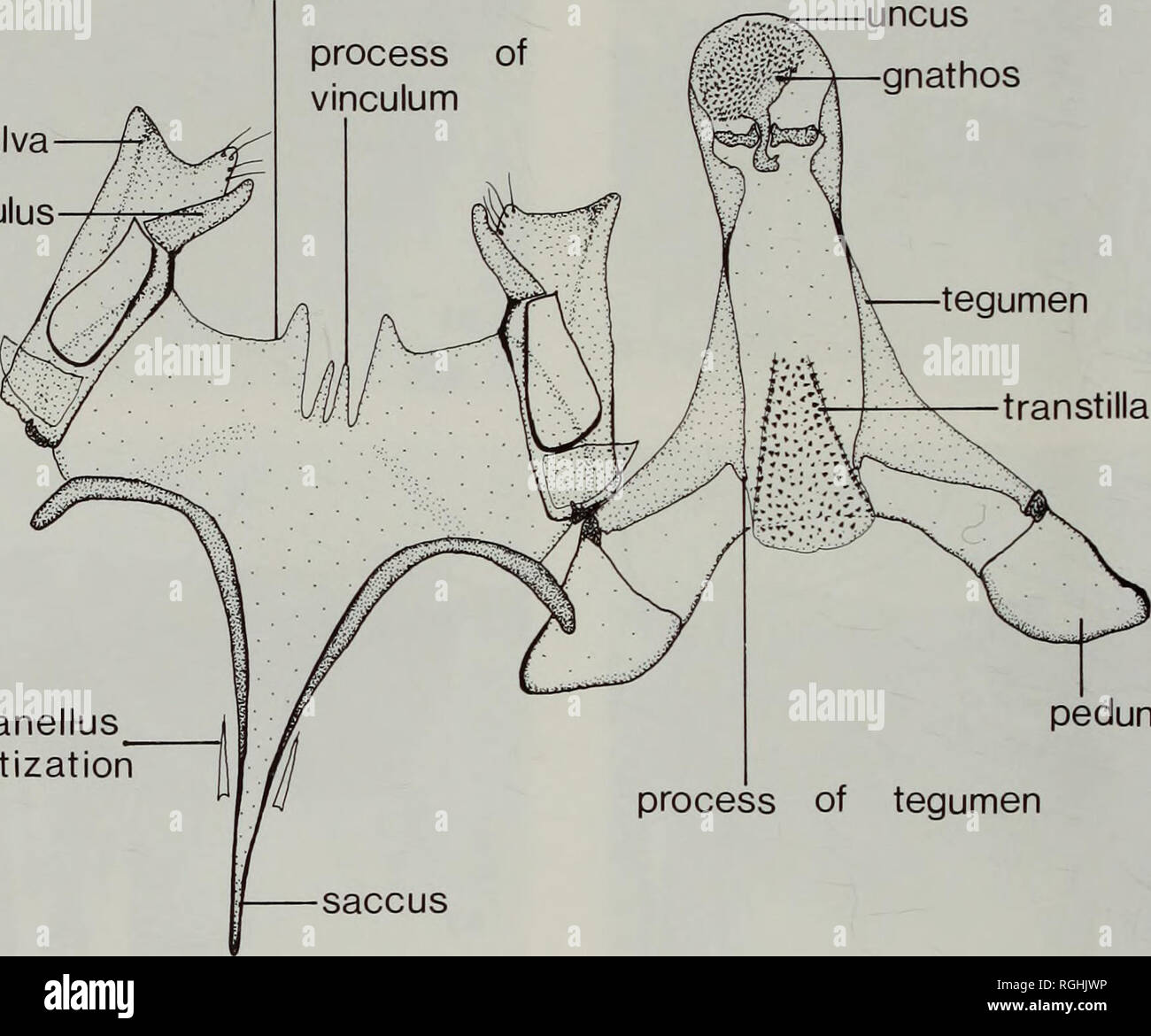 Posterior Margin High Resolution Stock Photography and Images - Alamy