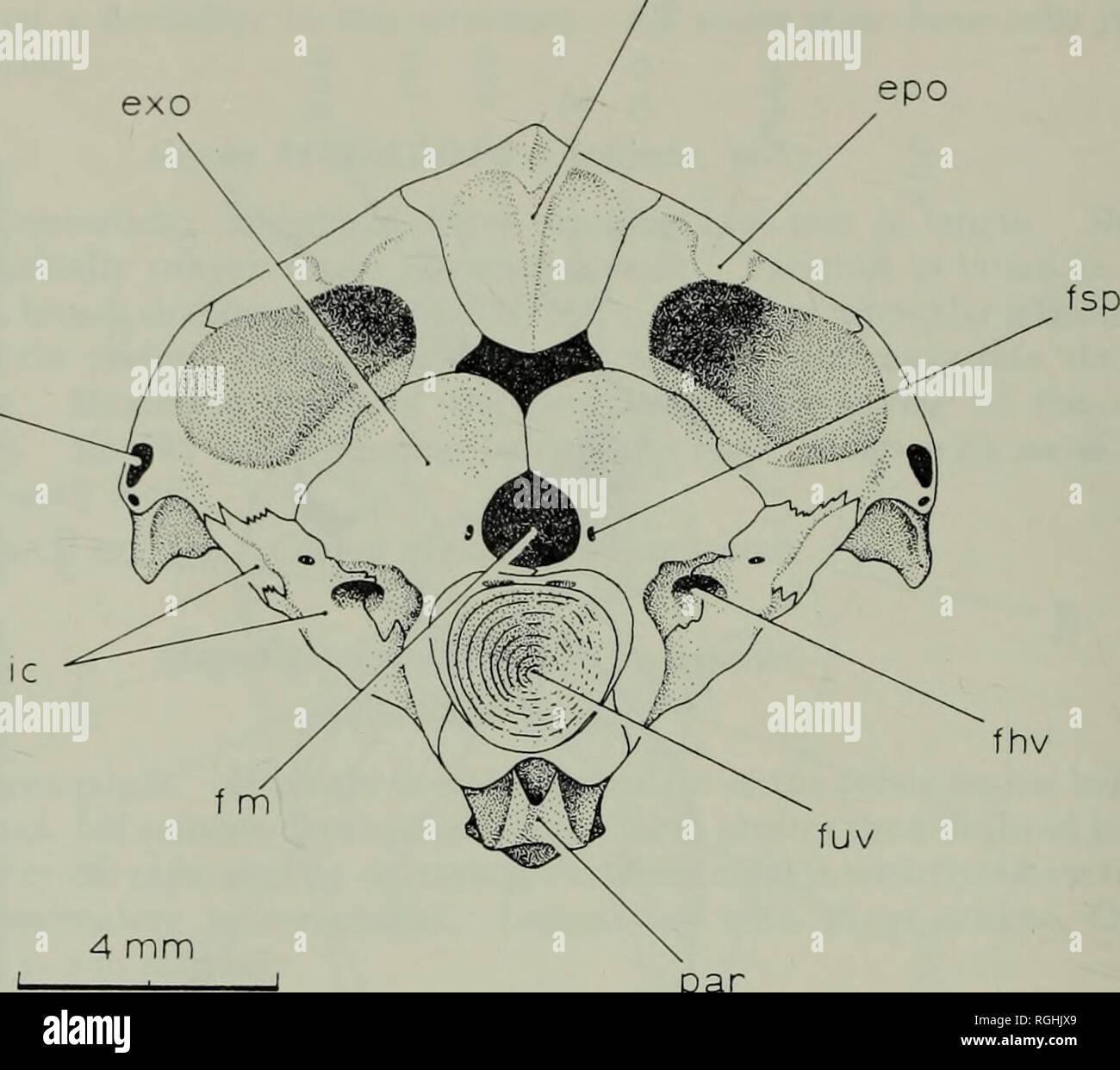 Megalops cyprinoides hi-res stock photography and images - Alamy
