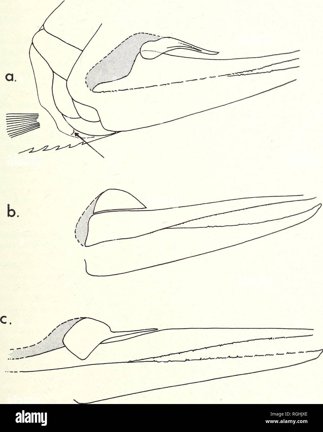 . Bulletin of the British Museum (Natural History). Zoology ...