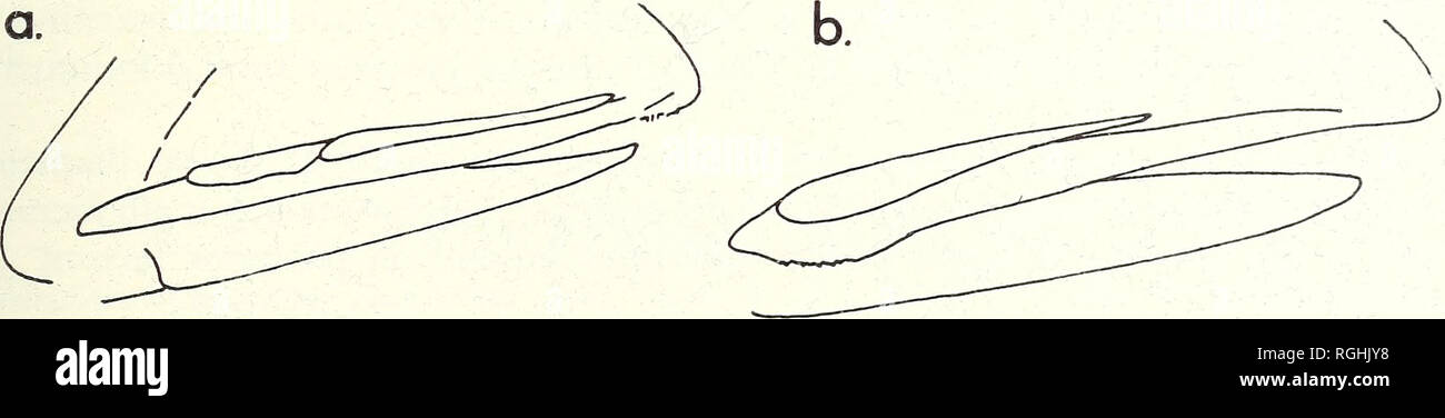 Anterior median eye hi-res stock photography and images - Alamy