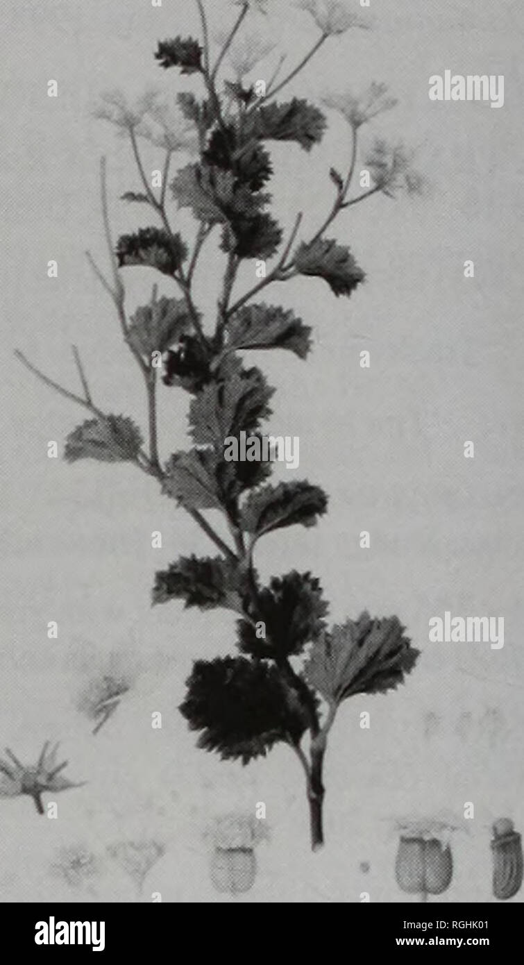 Xanthosia rotundifolia hi-res stock photography and images - Alamy