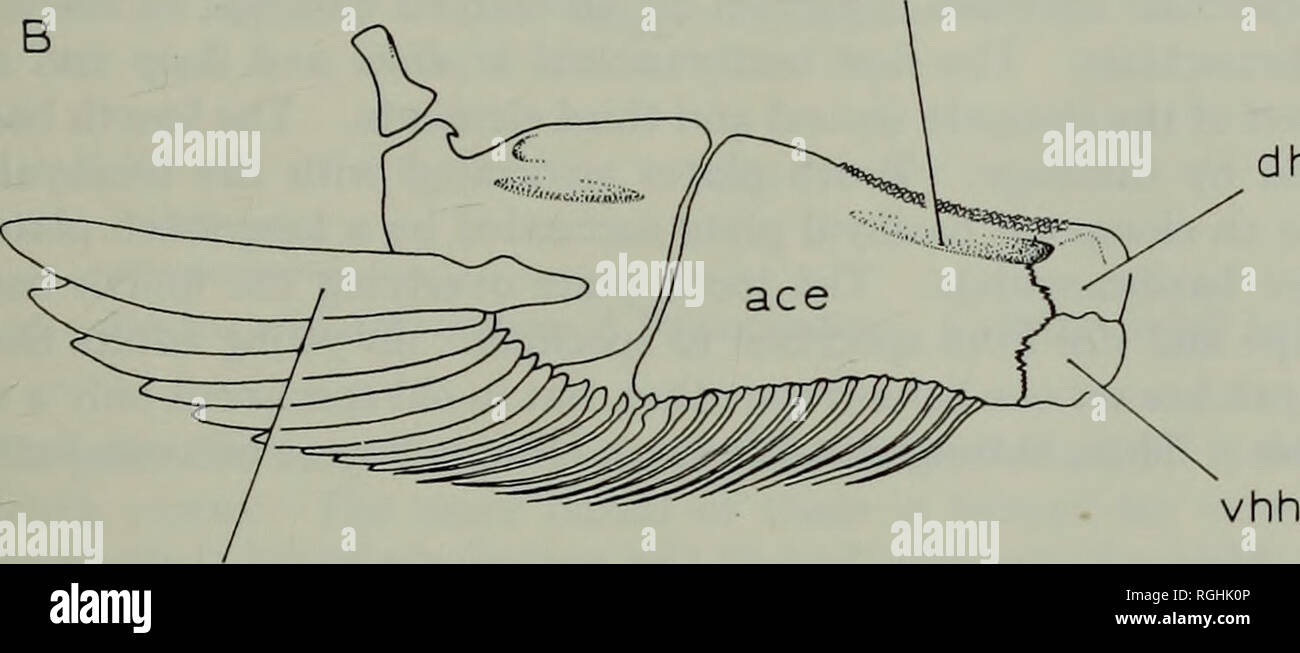 . Bulletin of the British Museum (Natural History) Geology Supplement ...