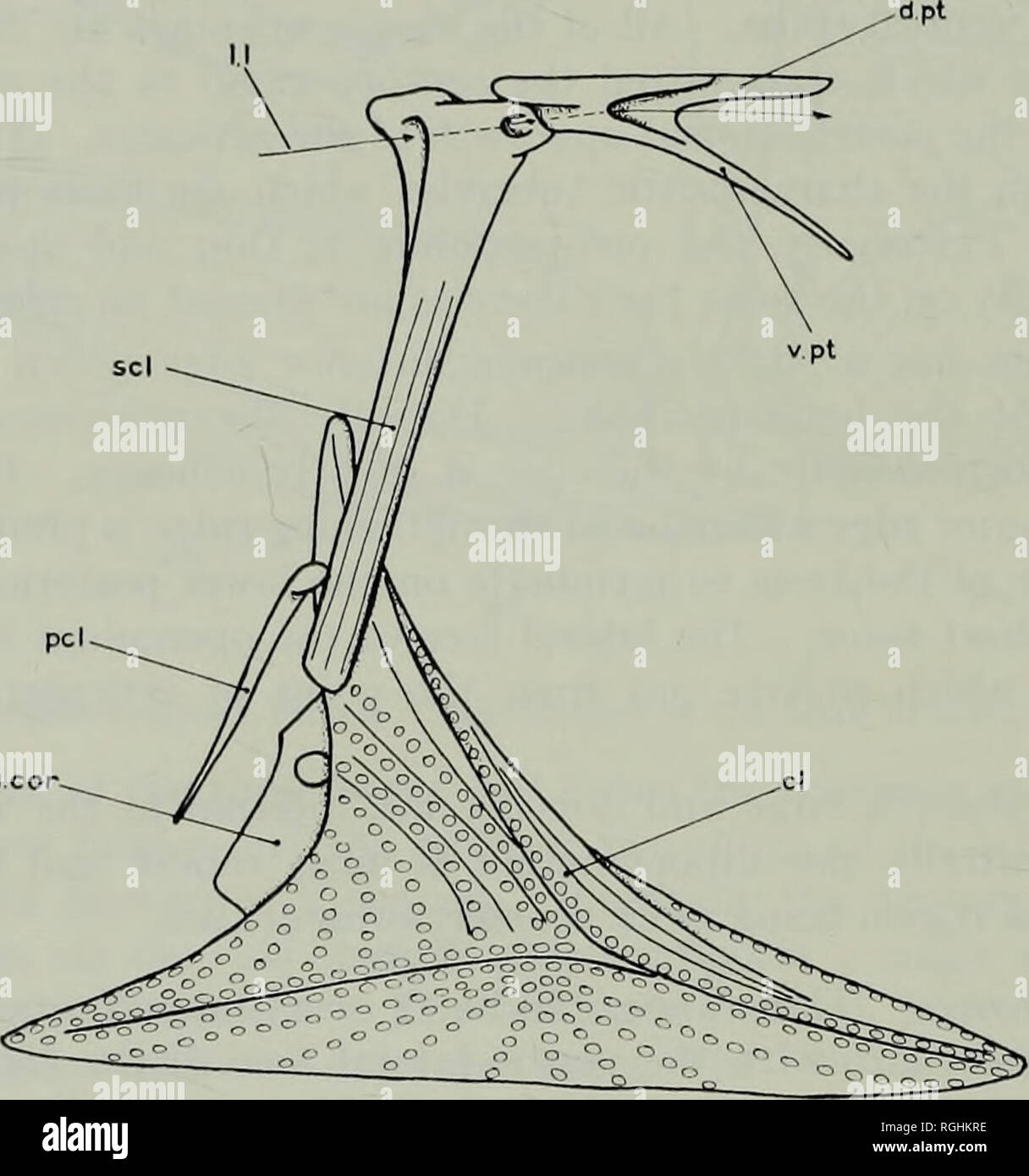 Clavicular head hi-res stock photography and images - Alamy