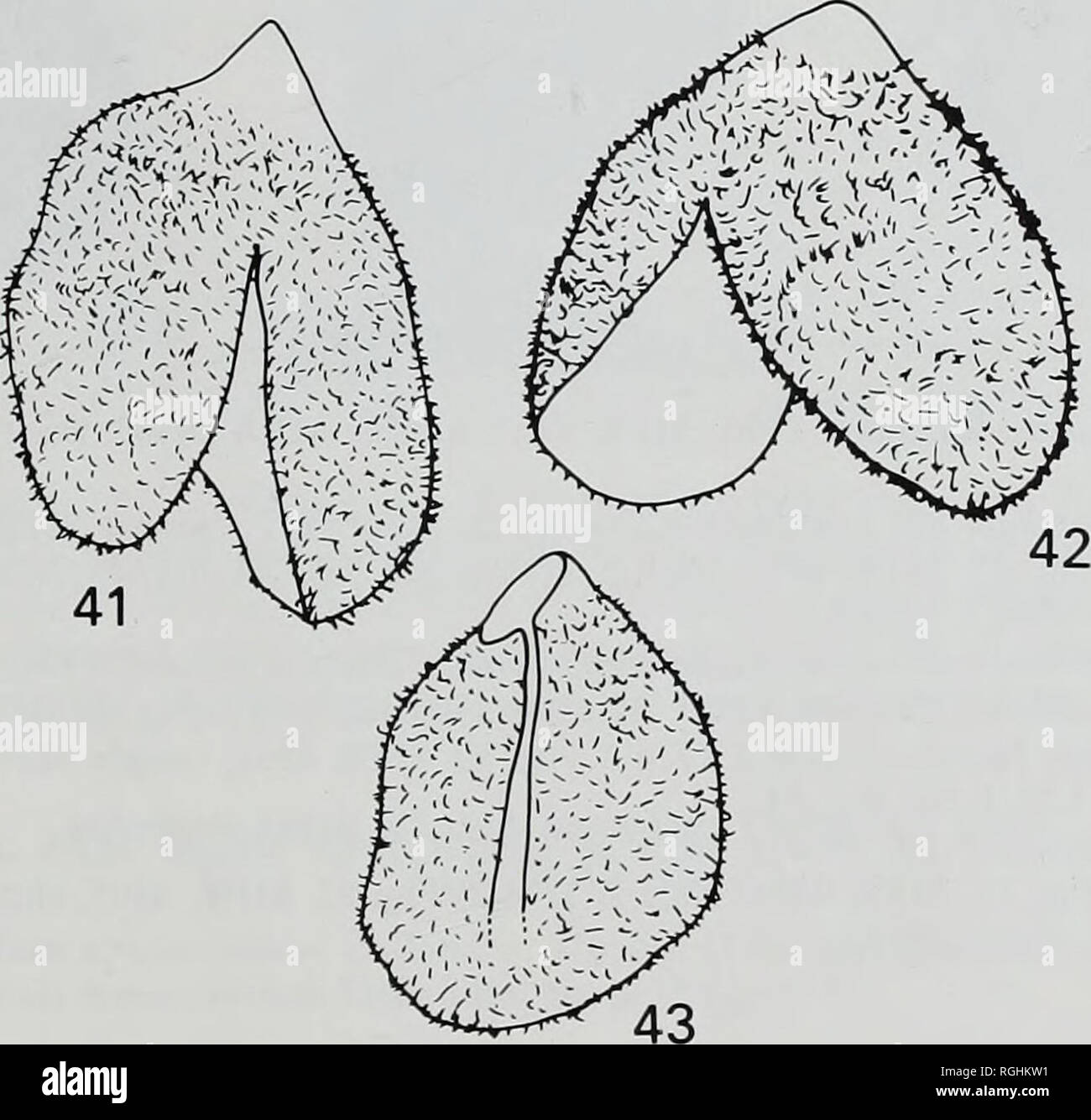 Acuminate tips hi-res stock photography and images - Alamy