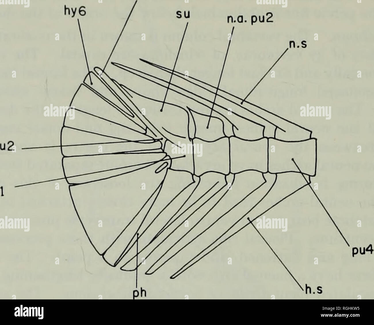 Prominent fin structures extend hi-res stock photography and images - Alamy