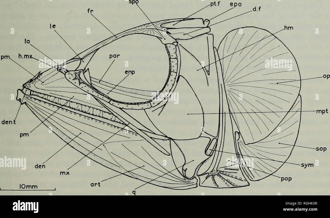 . Bulletin of the British Museum (Natural History) Geology Supplement ...