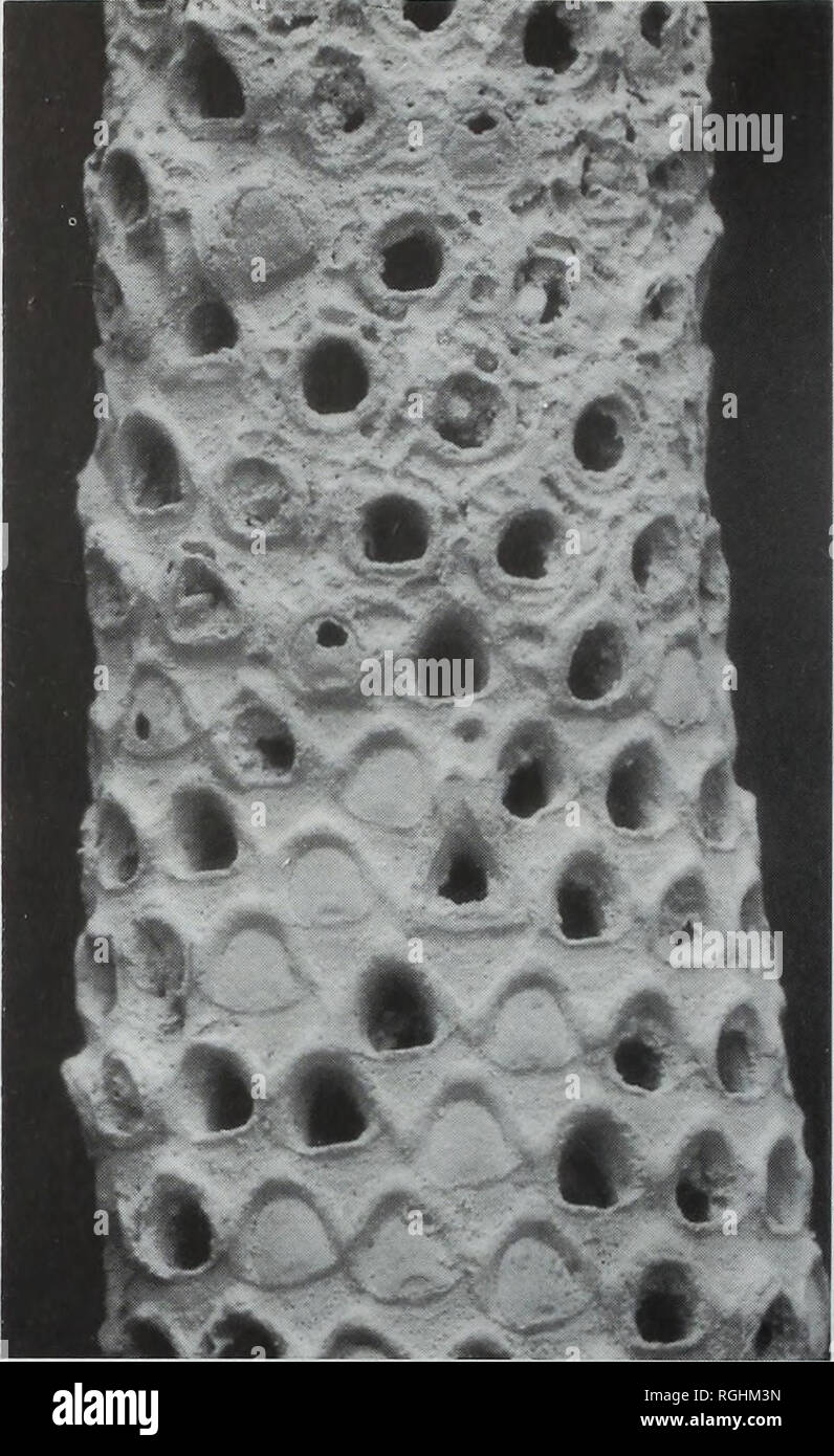 Gonozooid hi-res stock photography and images - Alamy