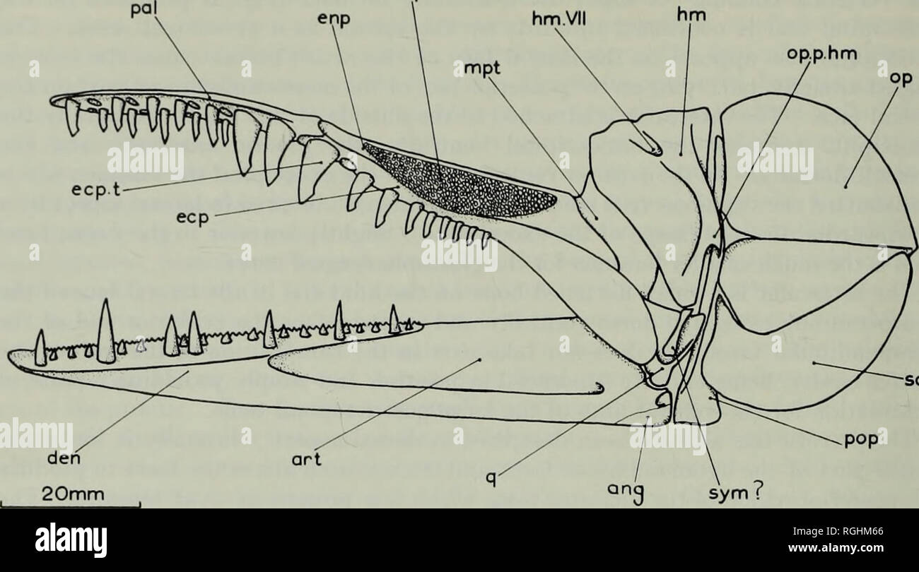 . Bulletin of the British Museum (Natural History) Geology Supplement ...