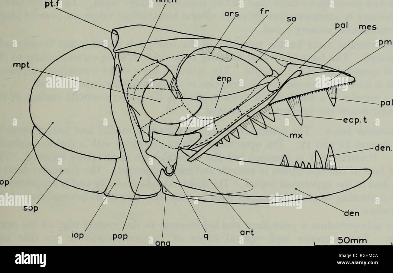 . Bulletin of the British Museum (Natural History) Geology Supplement ...