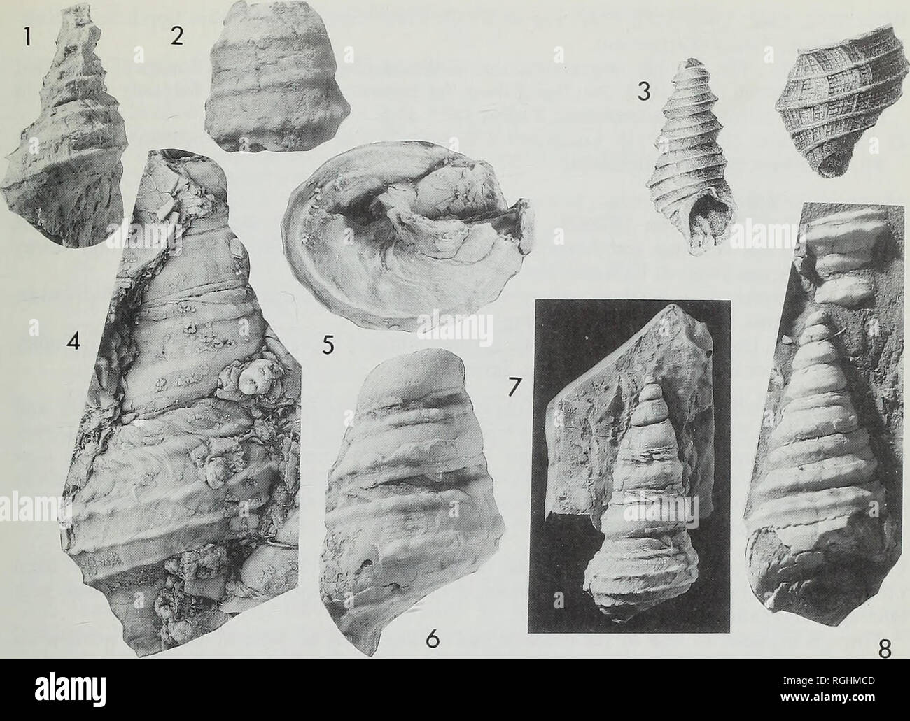 Morter shell hi-res stock photography and images - Alamy