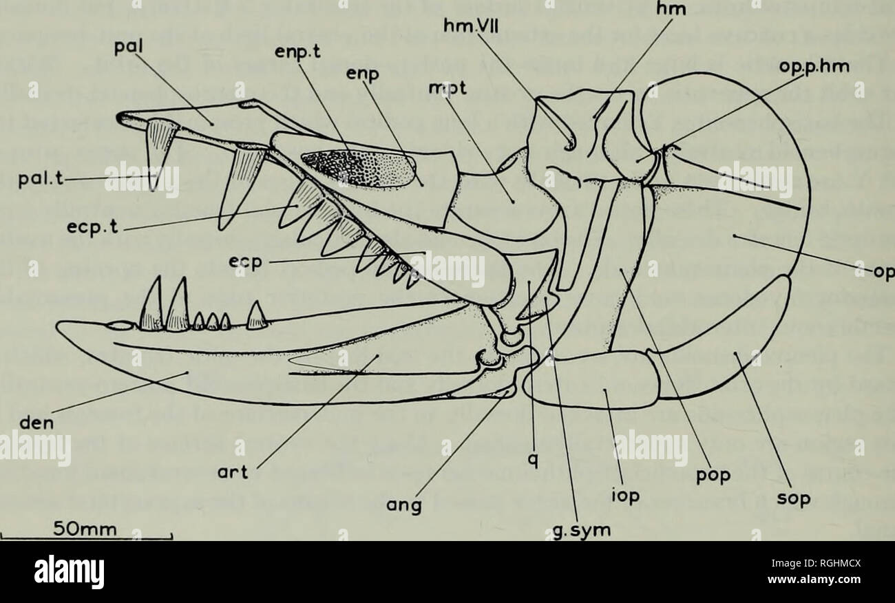 . Bulletin of the British Museum (Natural History) Geology Supplement ...