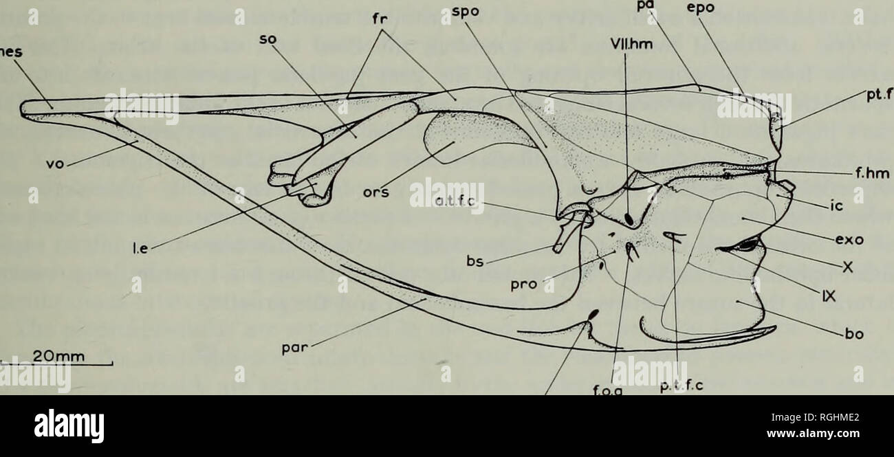 Trigemino hi-res stock photography and images - Alamy