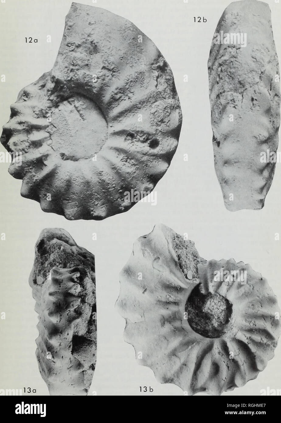 . Bulletin of the British Museum (Natural History), Geology. AMMONITE ...